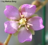 FleischfressendePflanzen.de - Die Karnivoren-Datenbank : Datenbank ...