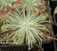 FleischfressendePflanzen.de - Die Karnivoren-Datenbank : Datenbank ...