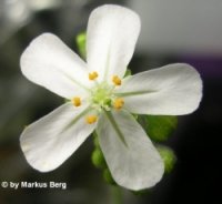 FleischfressendePflanzen.de - Die Karnivoren-Datenbank : Datenbank ...